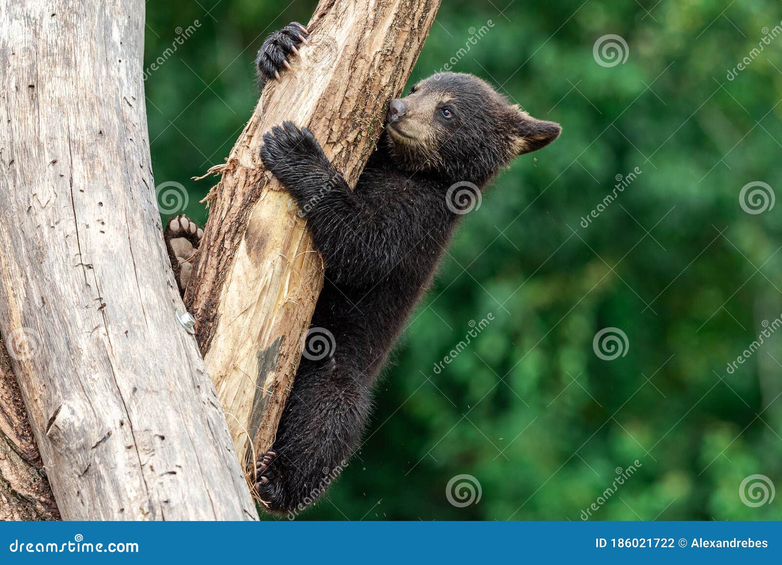 Young American Black Bear Climbing the Tree Stock Photo - Image of ...