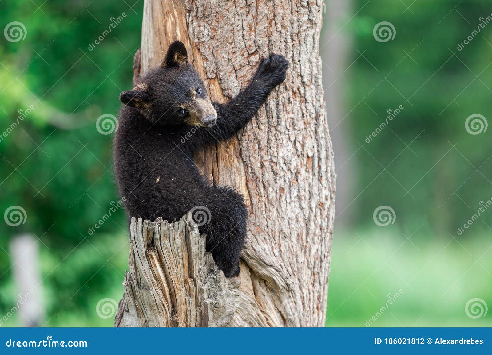 Young American Black Bear Climbing the Tree Stock Photo - Image of wild ...