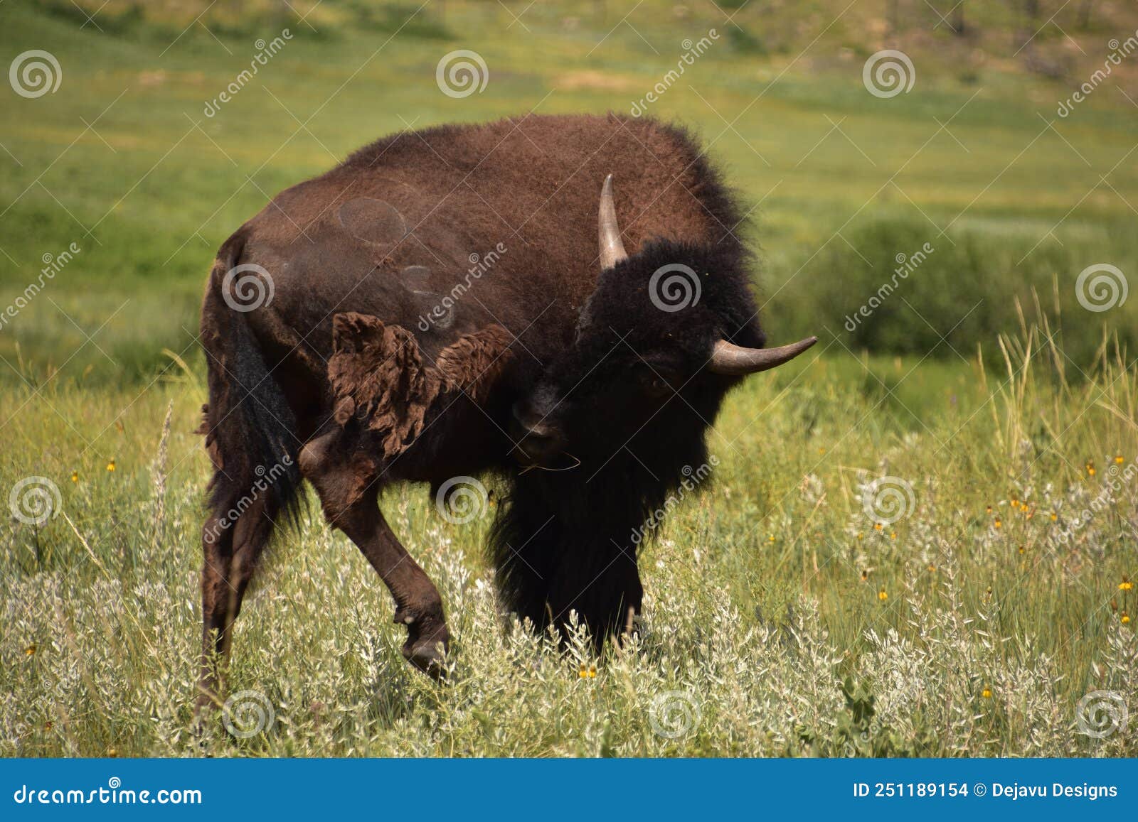 Young American Buffalo Itching in a Field Stock Photo - Image of ...