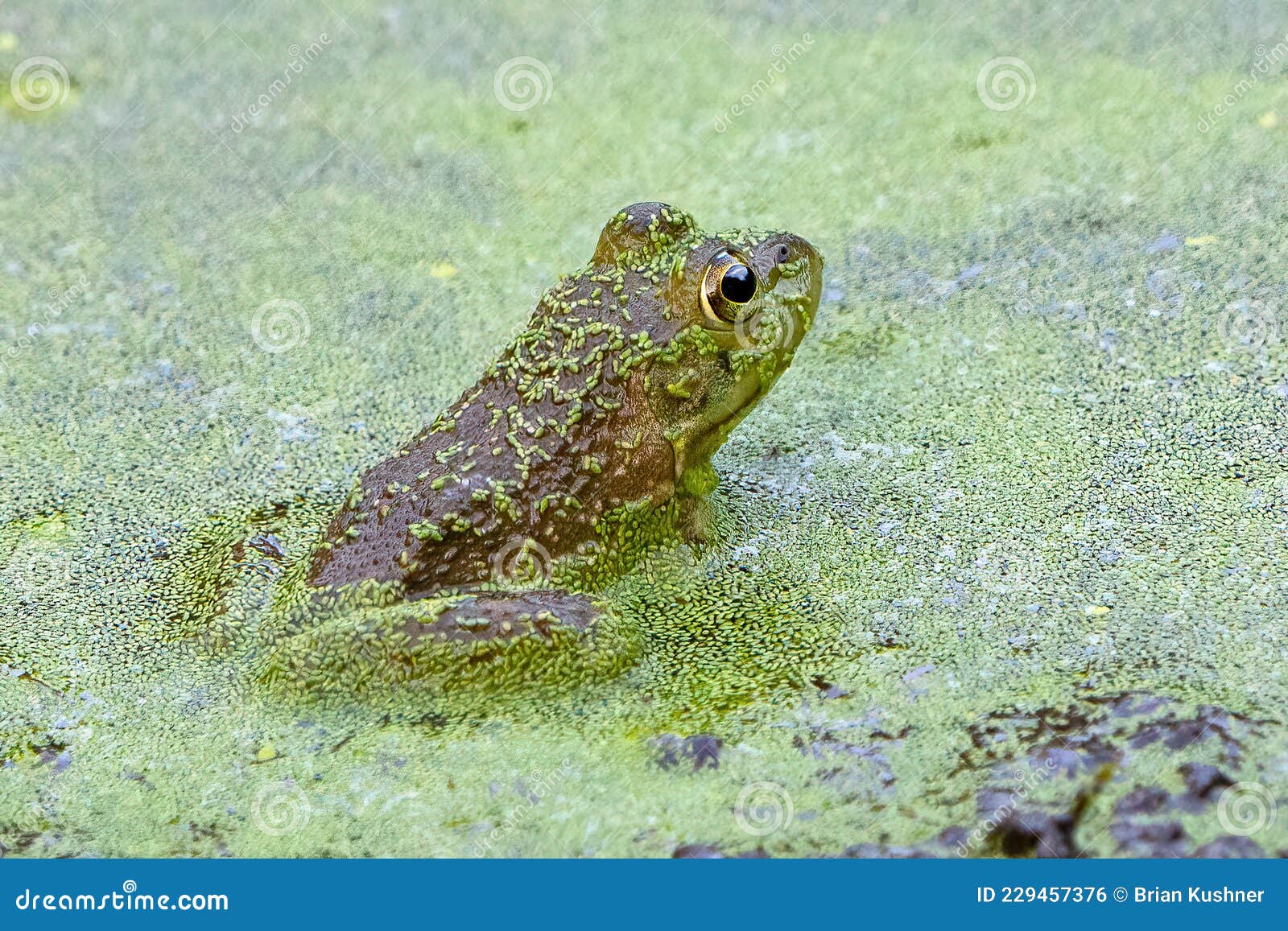Young American Bullfrog in a Pond Full of Duckweed Stock Photo - Image ...