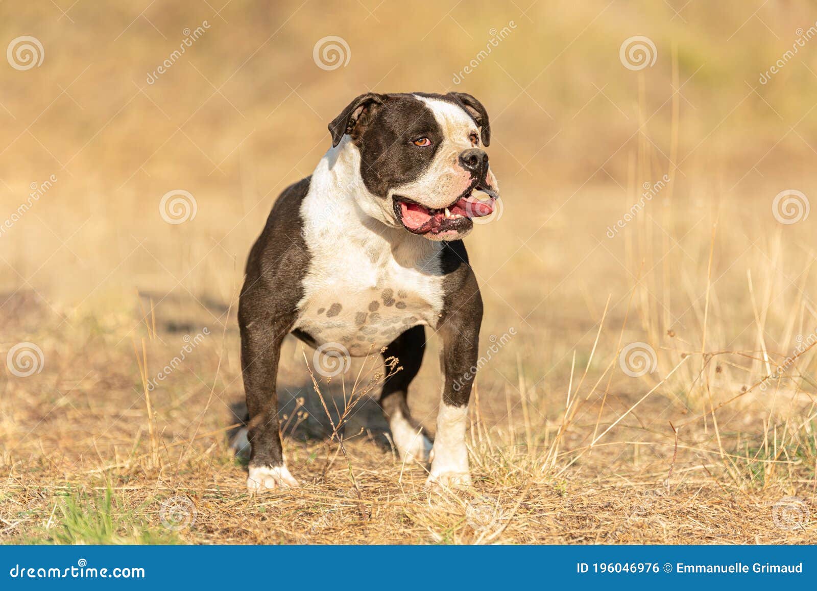Young american bully stock photo. Image of domesticated - 196046976