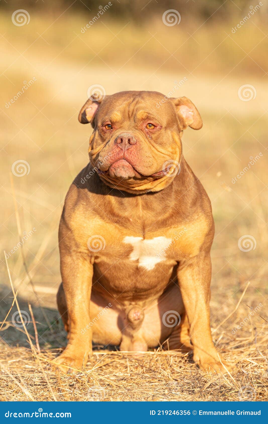 Young american bully stock photo. Image of grass, muscle - 219246356
