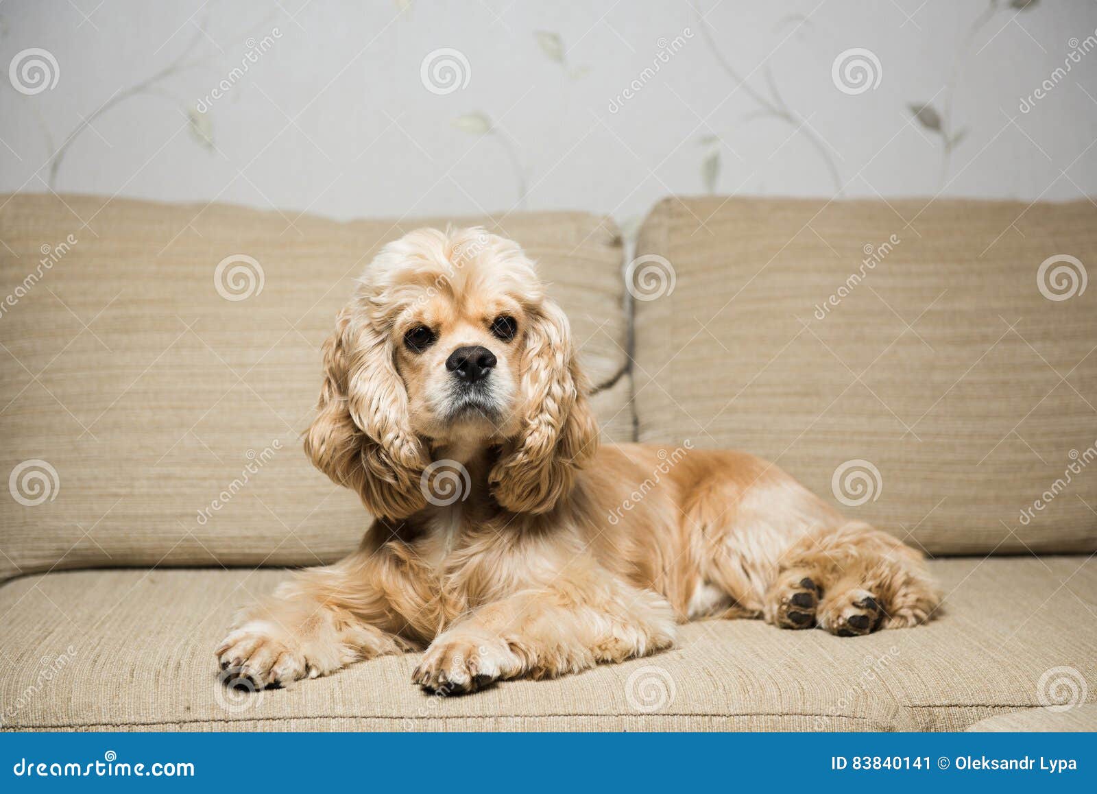 Young American Cocker Spaniel Stock Image - Image of mammal, beautiful ...