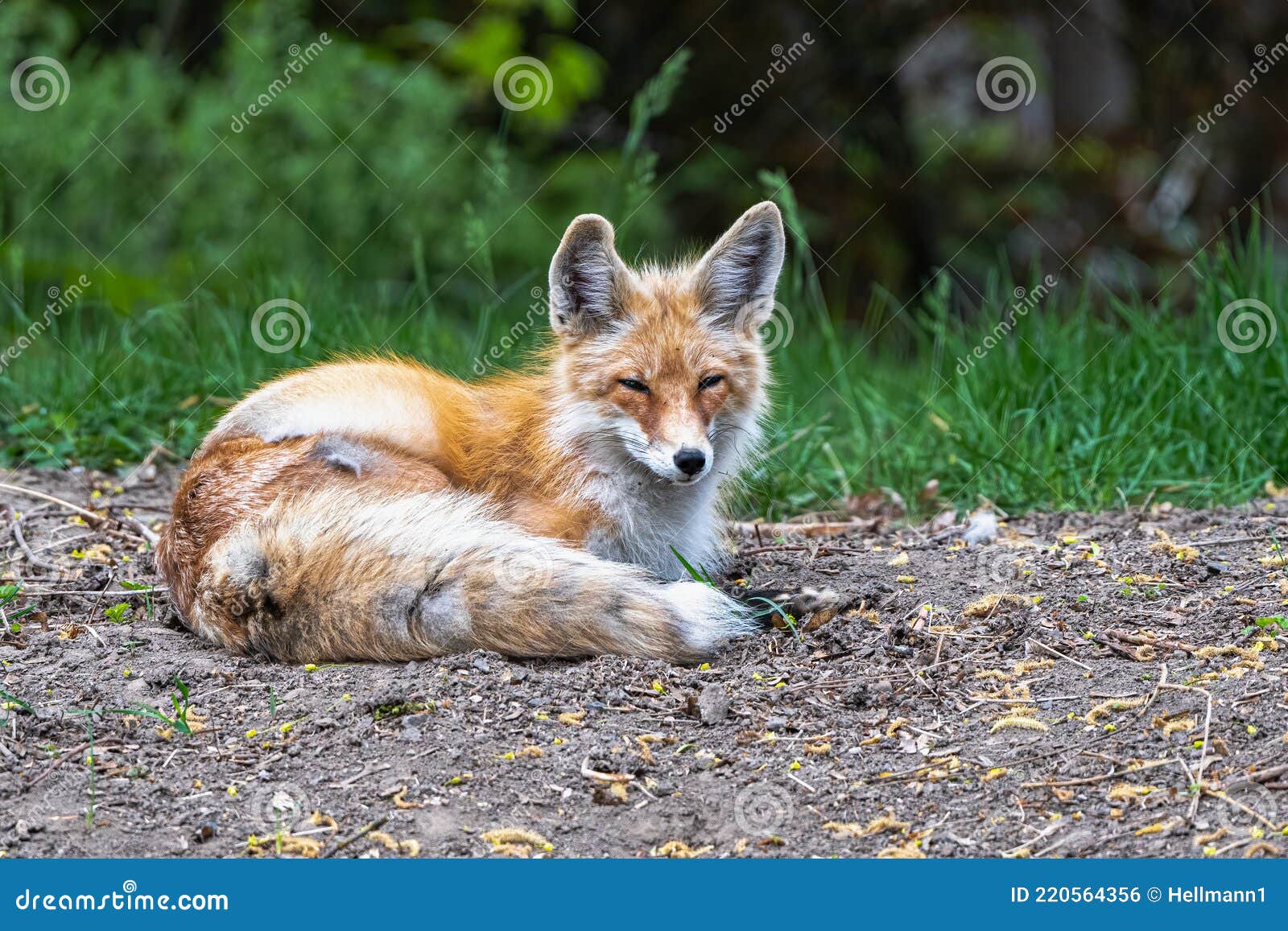 Young American Red Fox stock photo. Image of vegetation - 220564356