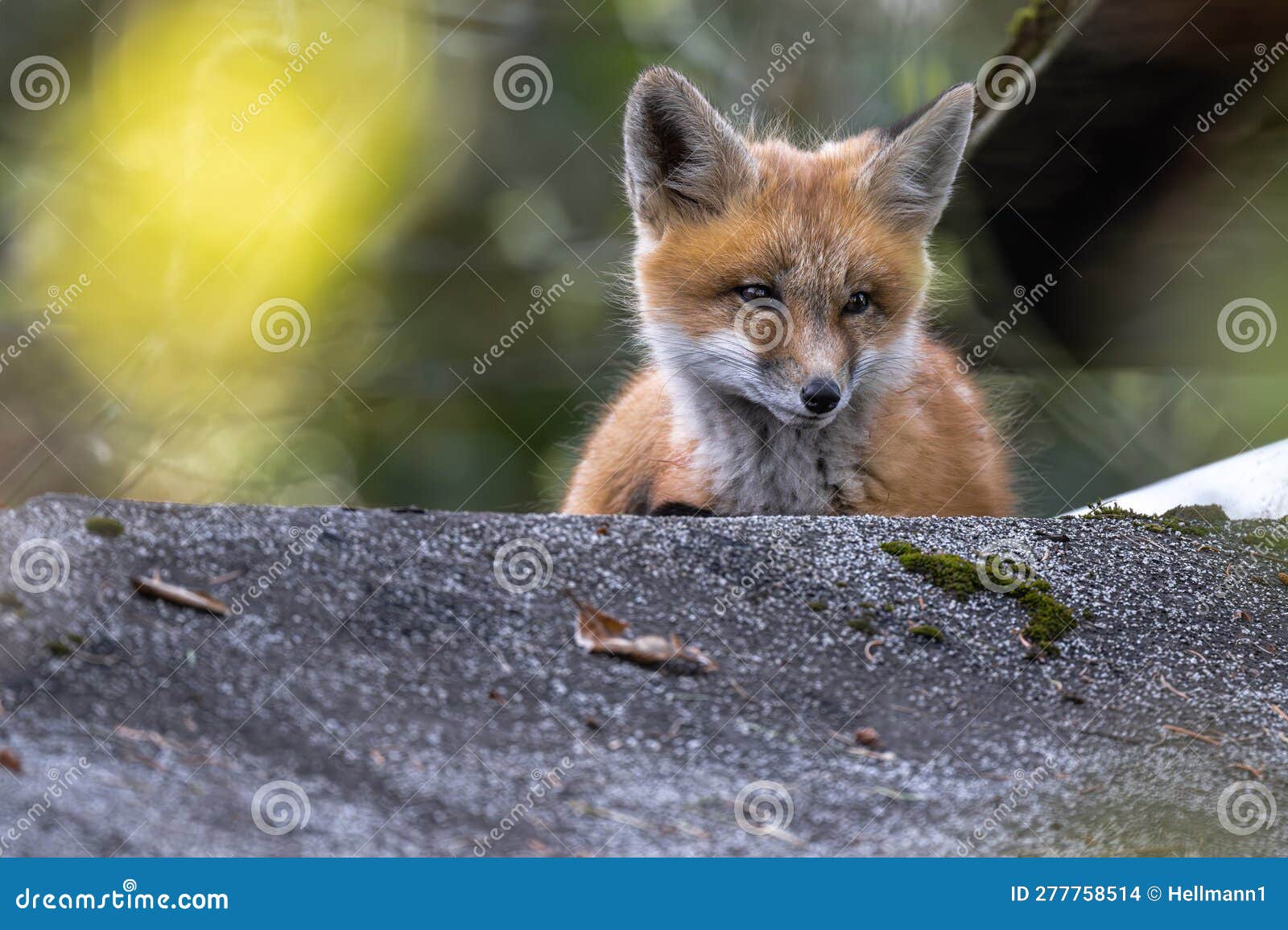 Young American Red Fox stock photo. Image of animal - 277758514
