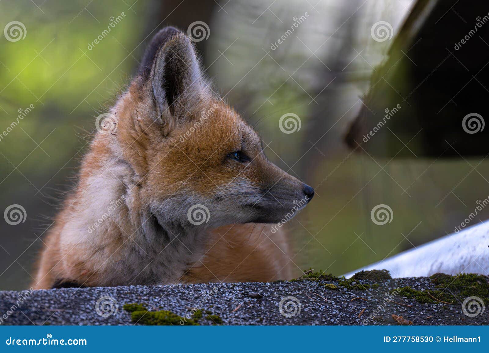 Young American Red Fox stock photo. Image of environment - 277758530