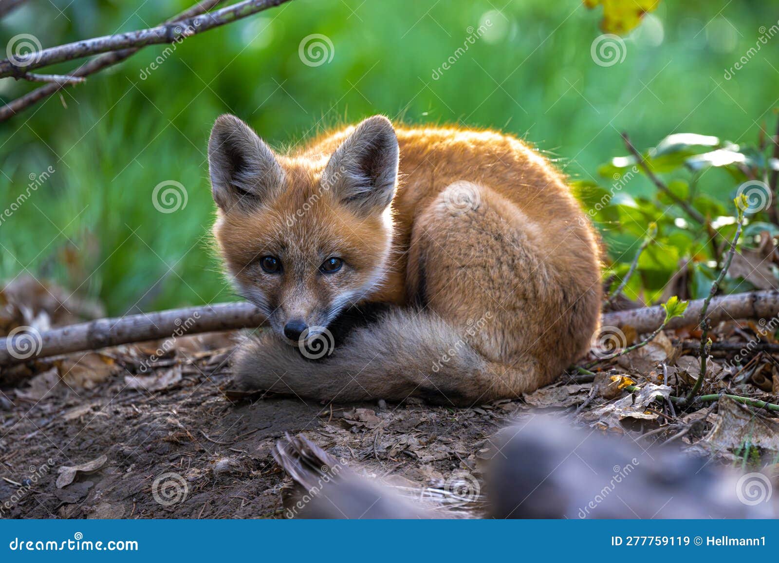 Young American Red Fox stock image. Image of full, environment - 277759119