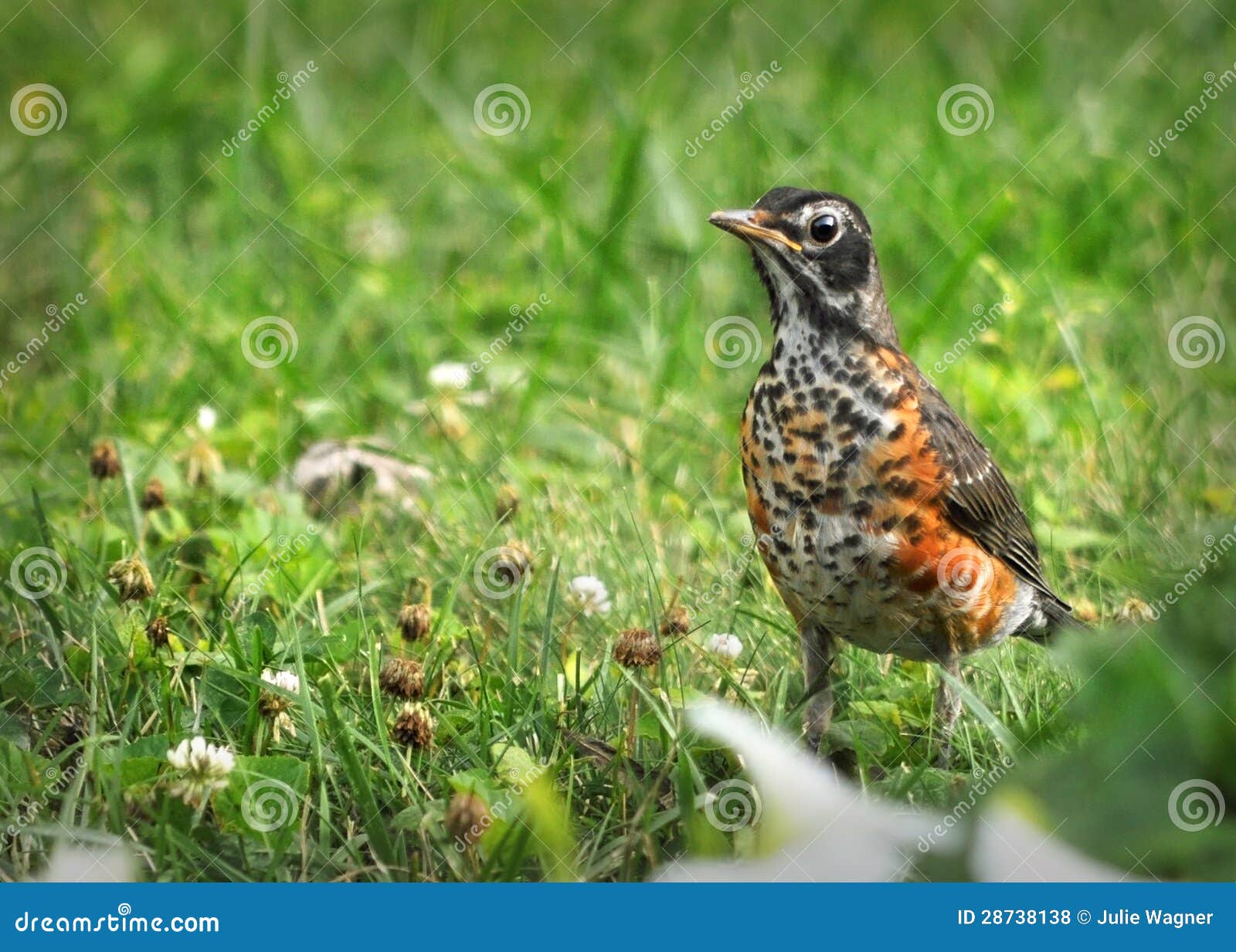 Young American Robin stock photo. Image of nature, baby - 28738138