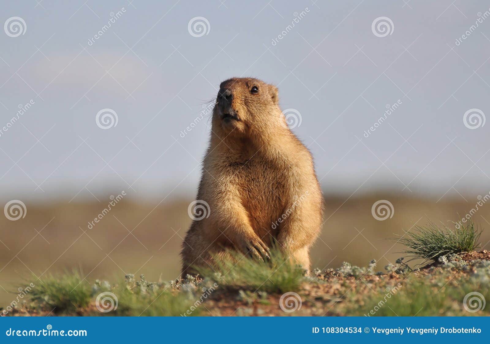 Small funny groundhog. stock photo. Image of singing - 108304534