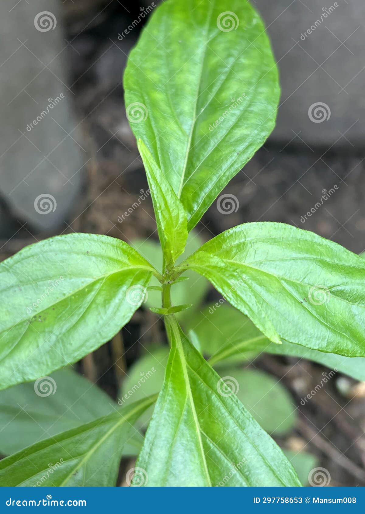 Young Andrographis Paniculata Plant in Nature Stock Image - Image of ...