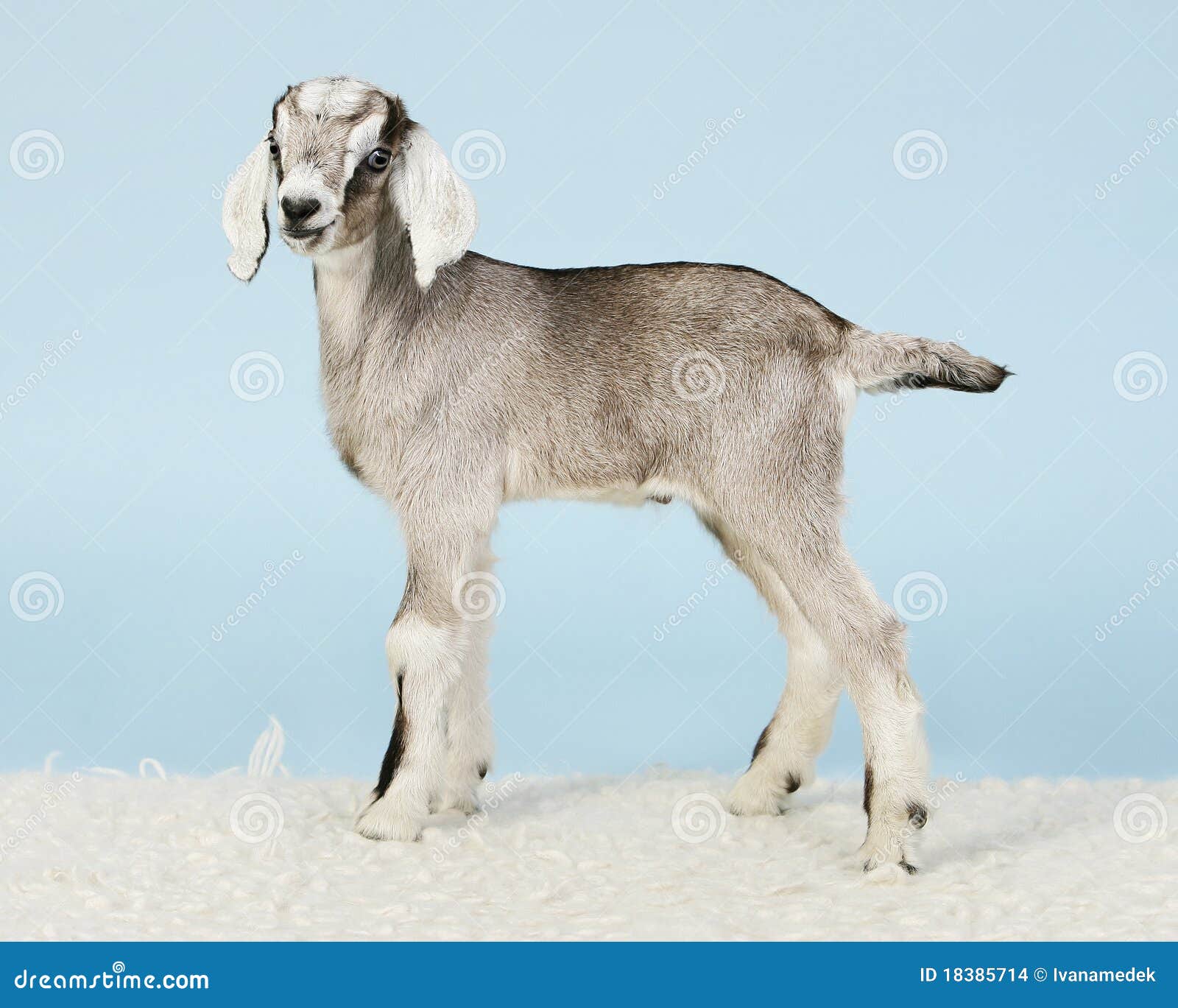 Young Anglo-nubian goat stock photo. Image of agriculture - 18385714