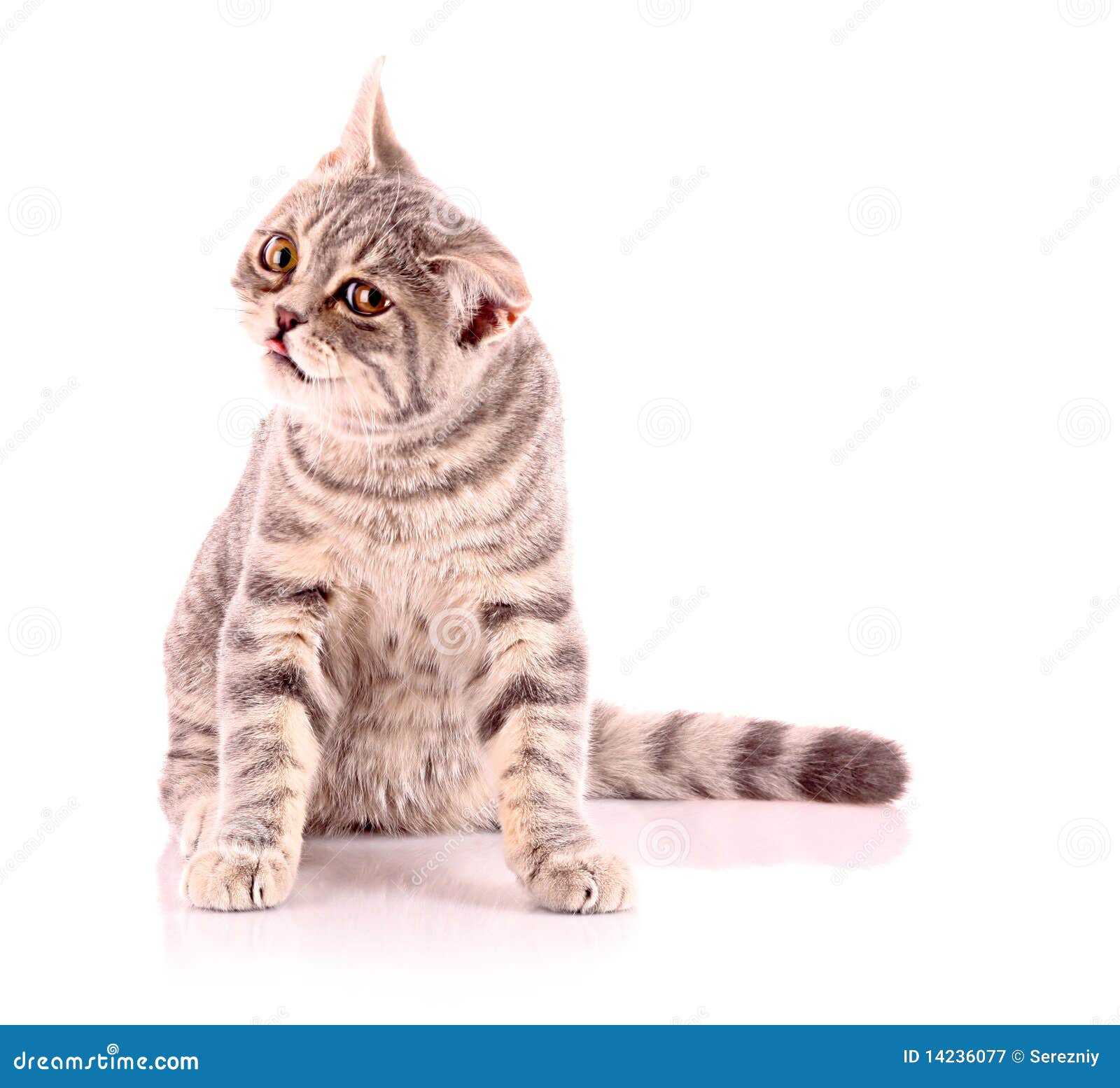 Young angry cat isolated stock image. Image of feline - 14236077