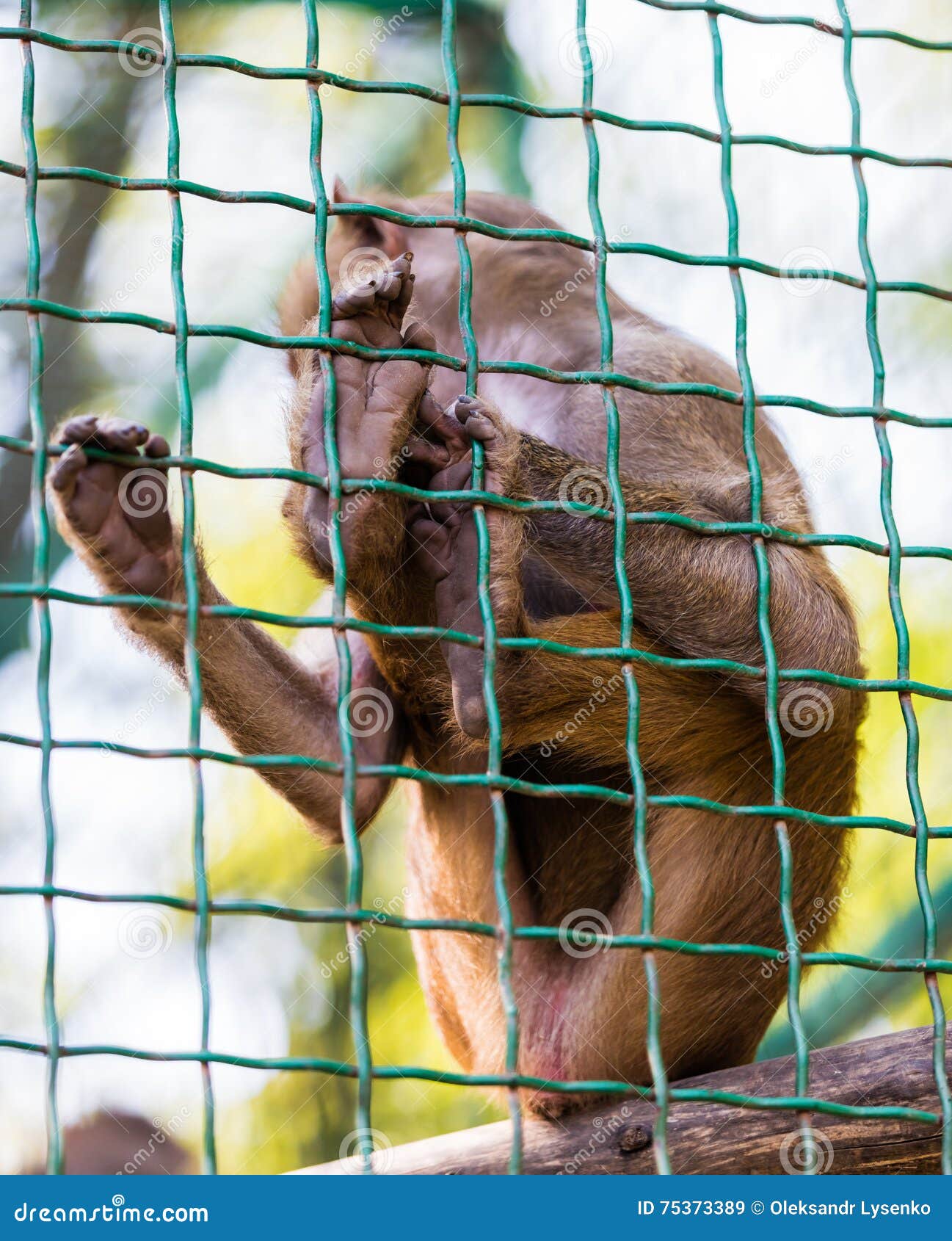 Young animal monkey baboon stock image. Image of wool - 75373389