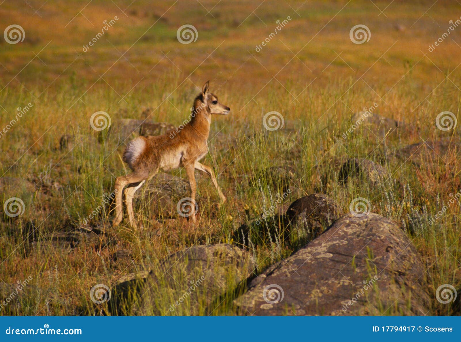 Young antelope stock image. Image of meadow, rocky, animal - 17794917