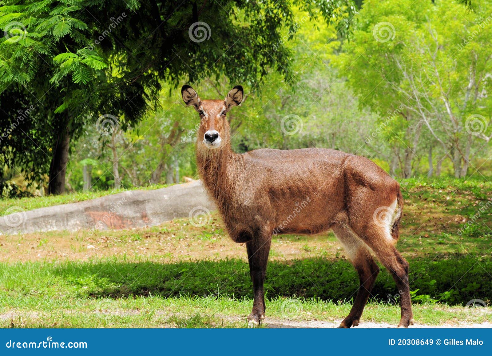 Young Antelope stock image. Image of wild, horn, florida - 20308649