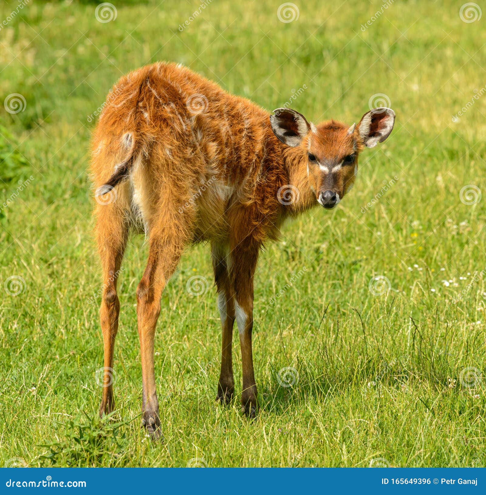 Young Antelope Calf Looking Back Stock Photo - Image of majestic ...