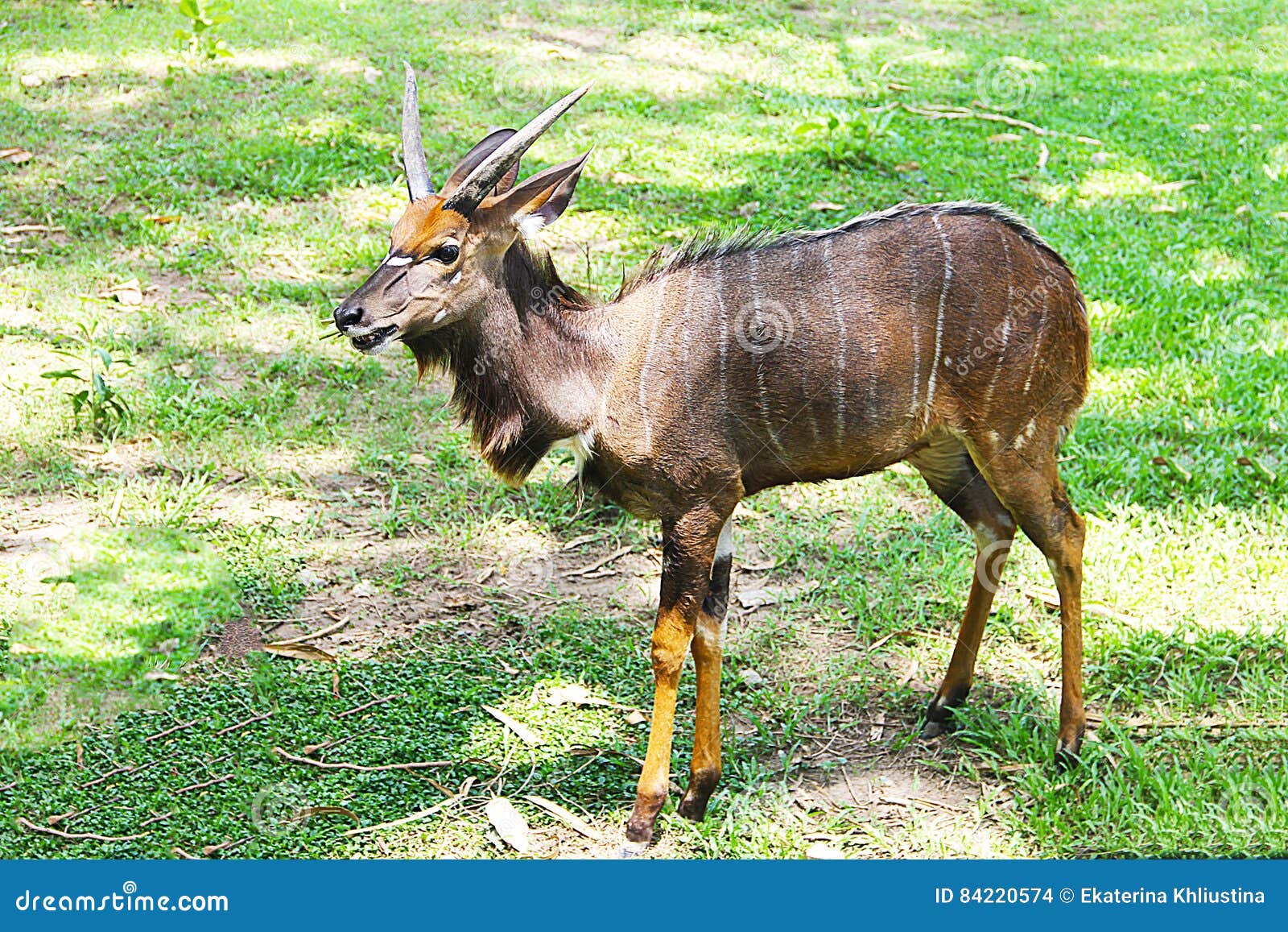 Young Antelope with Small Horns Grazing on Green Grass Stock Photo ...