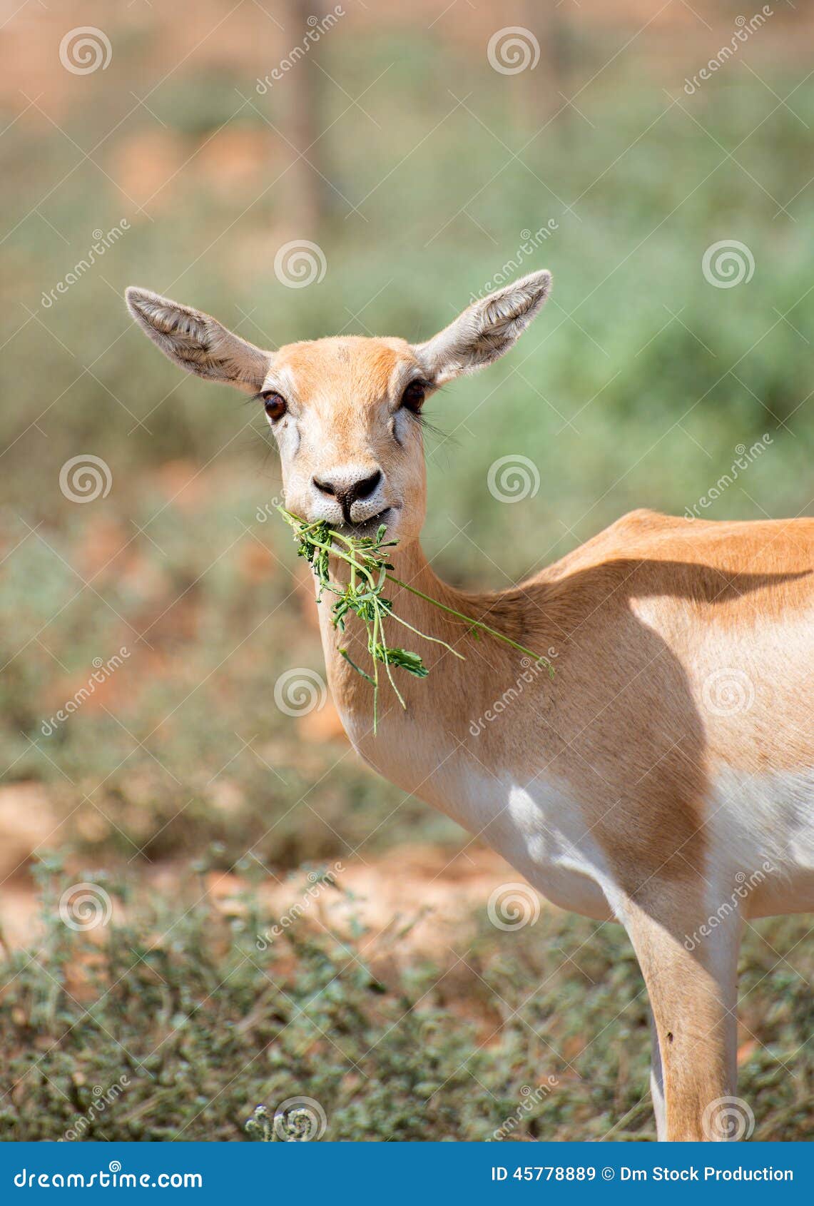 Young antilope eating. stock image. Image of mammal, baby - 45778889