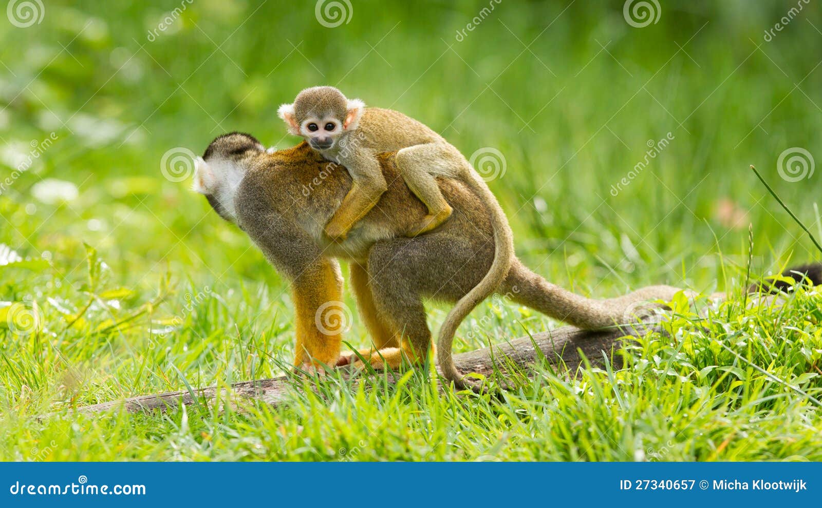 Young Ape on the Back of it S Mother Stock Image - Image of animal ...