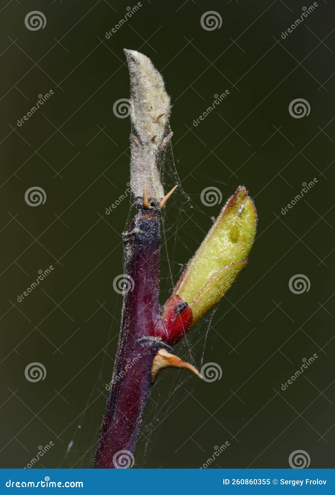Young Aphids Leave Chitin on a Budding Leaf in Early Spring. the Birth ...