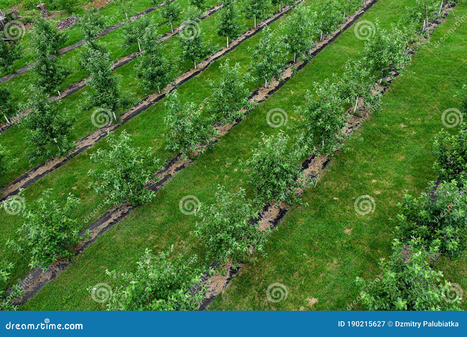 A Young Apple Orchard in the Summer the Top View Stock Image - Image of ...