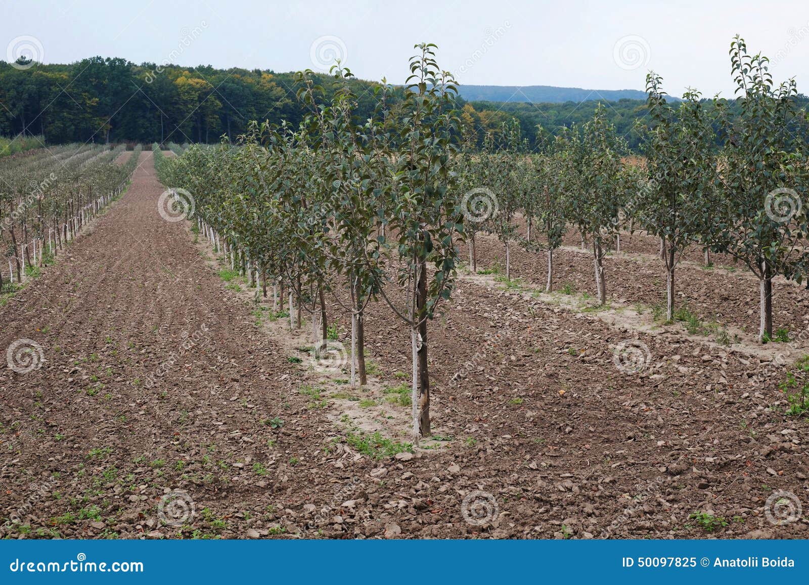 Young apple-tree garden stock image. Image of orchard - 50097825