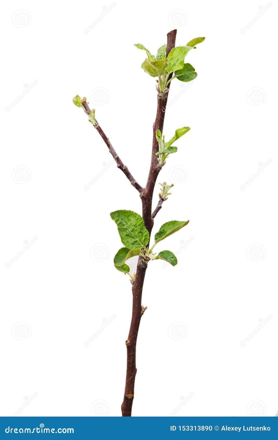 Young Apple Tree Isolated on White Background Stock Photo - Image of ...