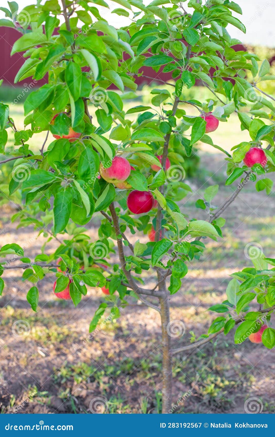 Young Apple Tree with Red Apples in the Garden on a Summer Day. Fruit ...
