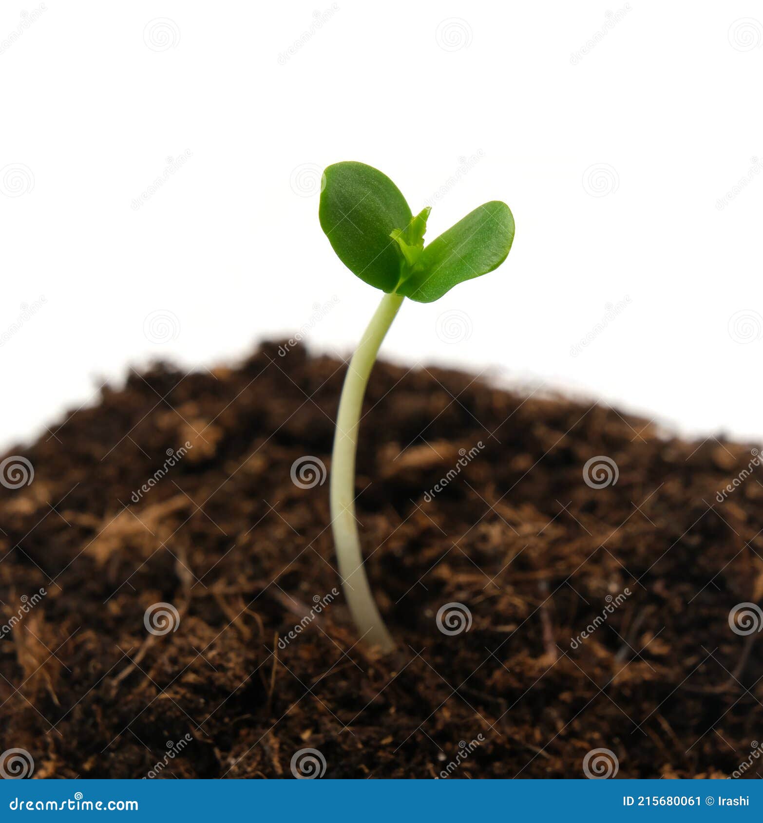Young apple tree sprout stock image. Image of ecology - 215680061