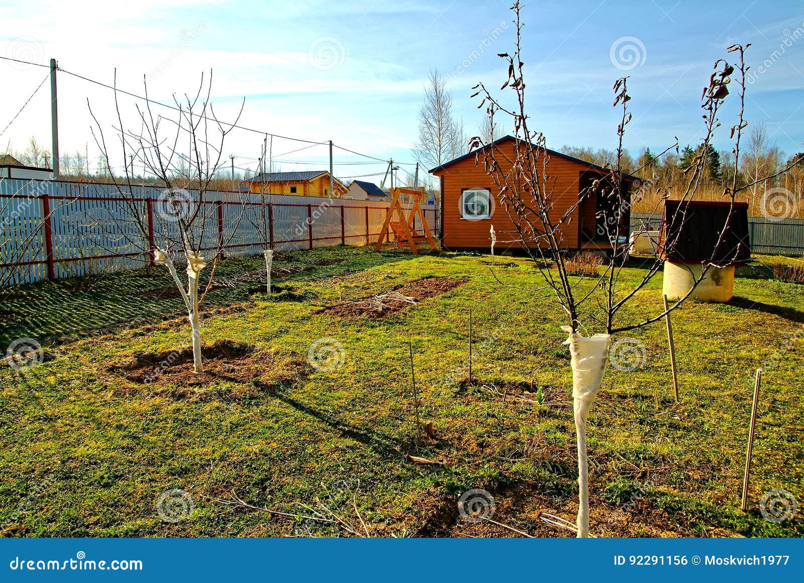 Young Apple Trees in Early Spring Stock Photo - Image of floral ...