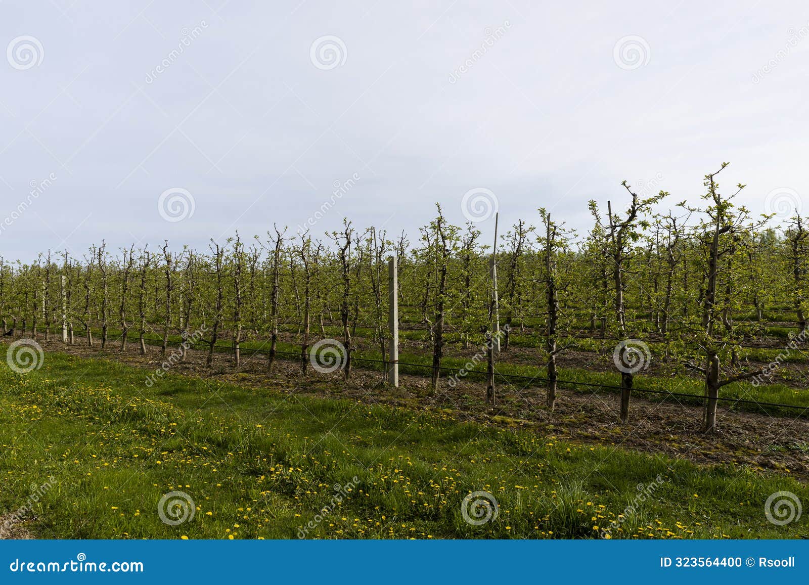 Young Apple Trees in the Orchard with the First Foliage in Spring Stock ...