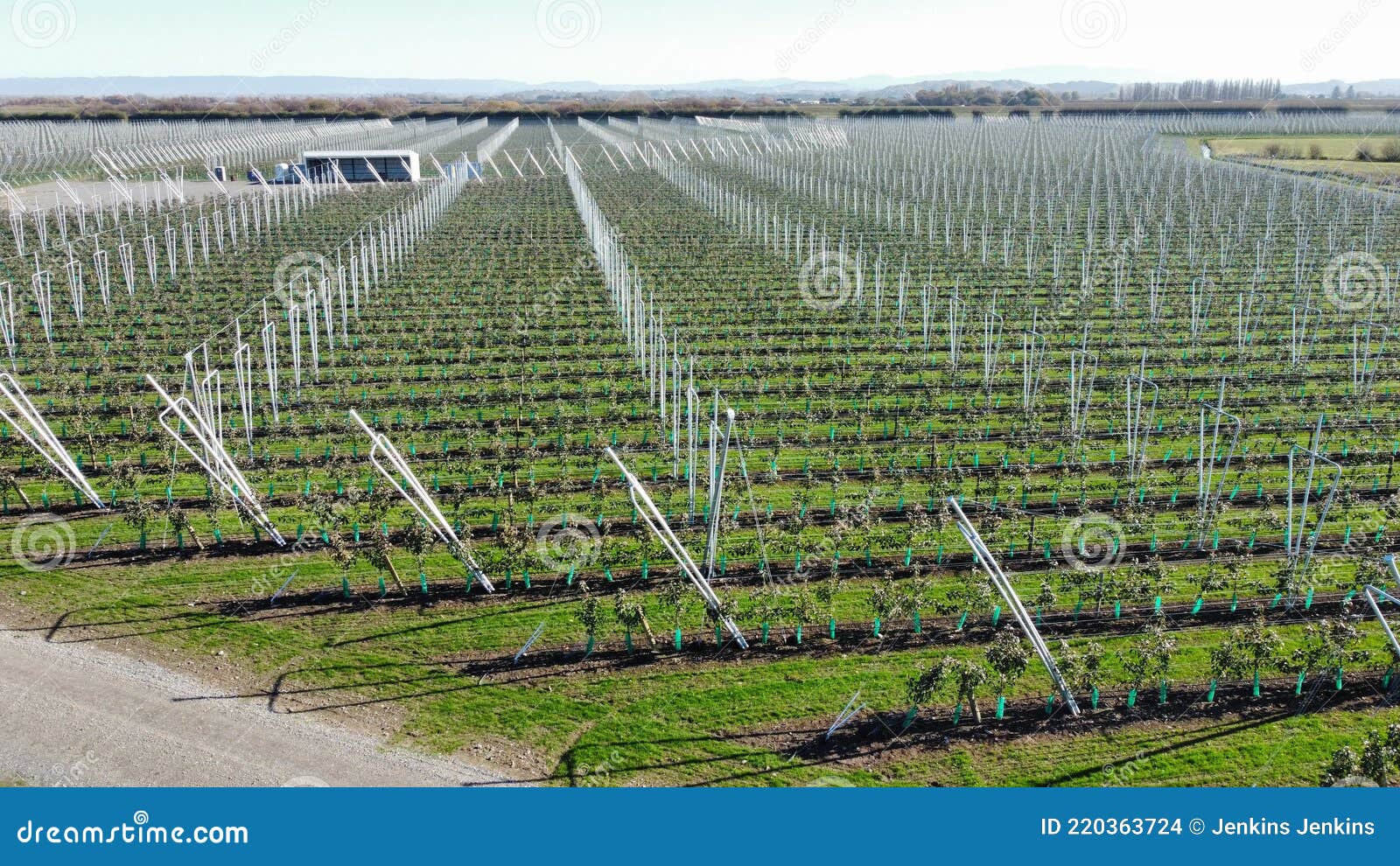 Apple trees in nursery stock photo. Image of growing - 220363724