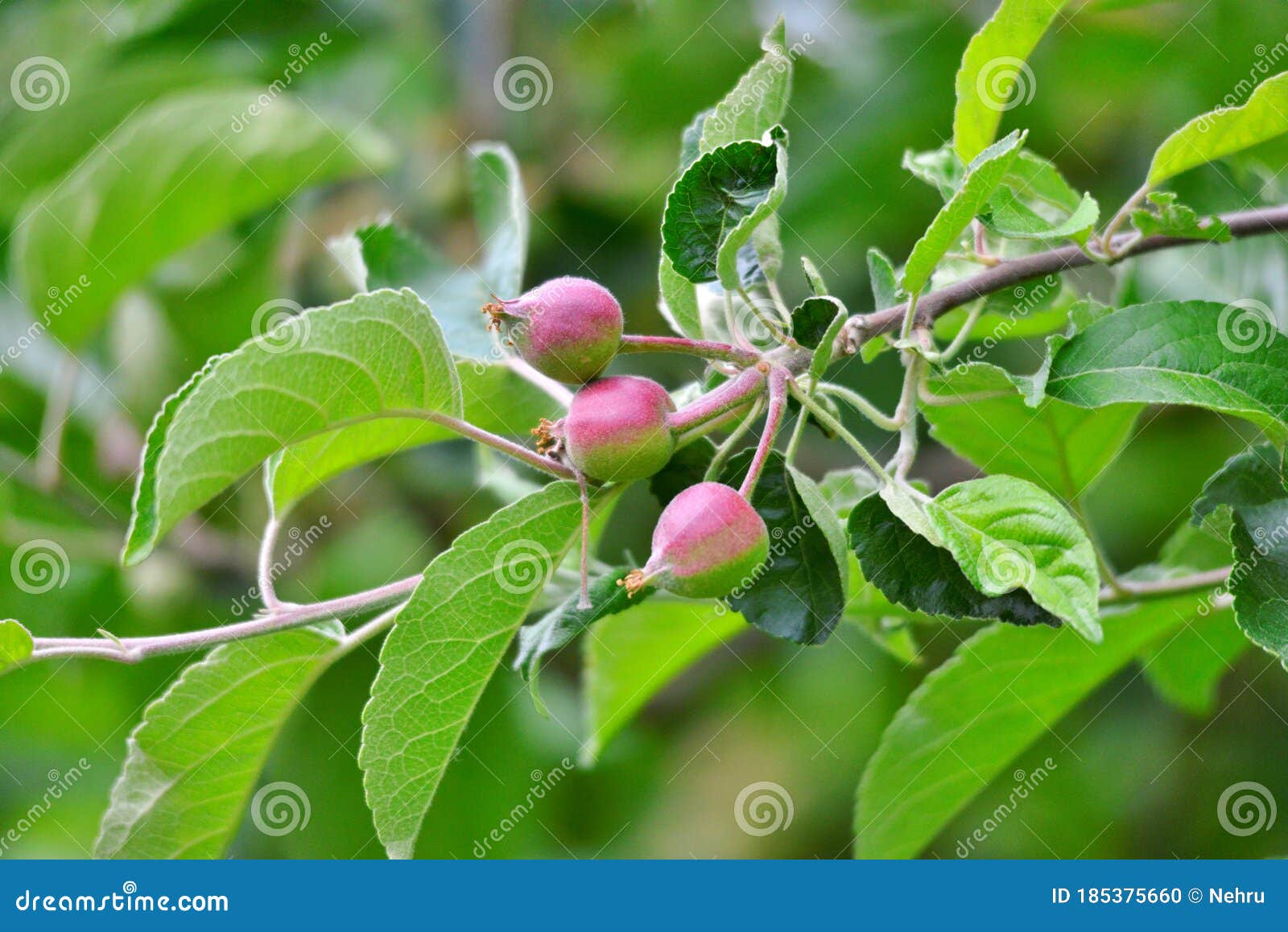 Young Apples Growing on a Tree Stock Photo - Image of leaves, fruit ...