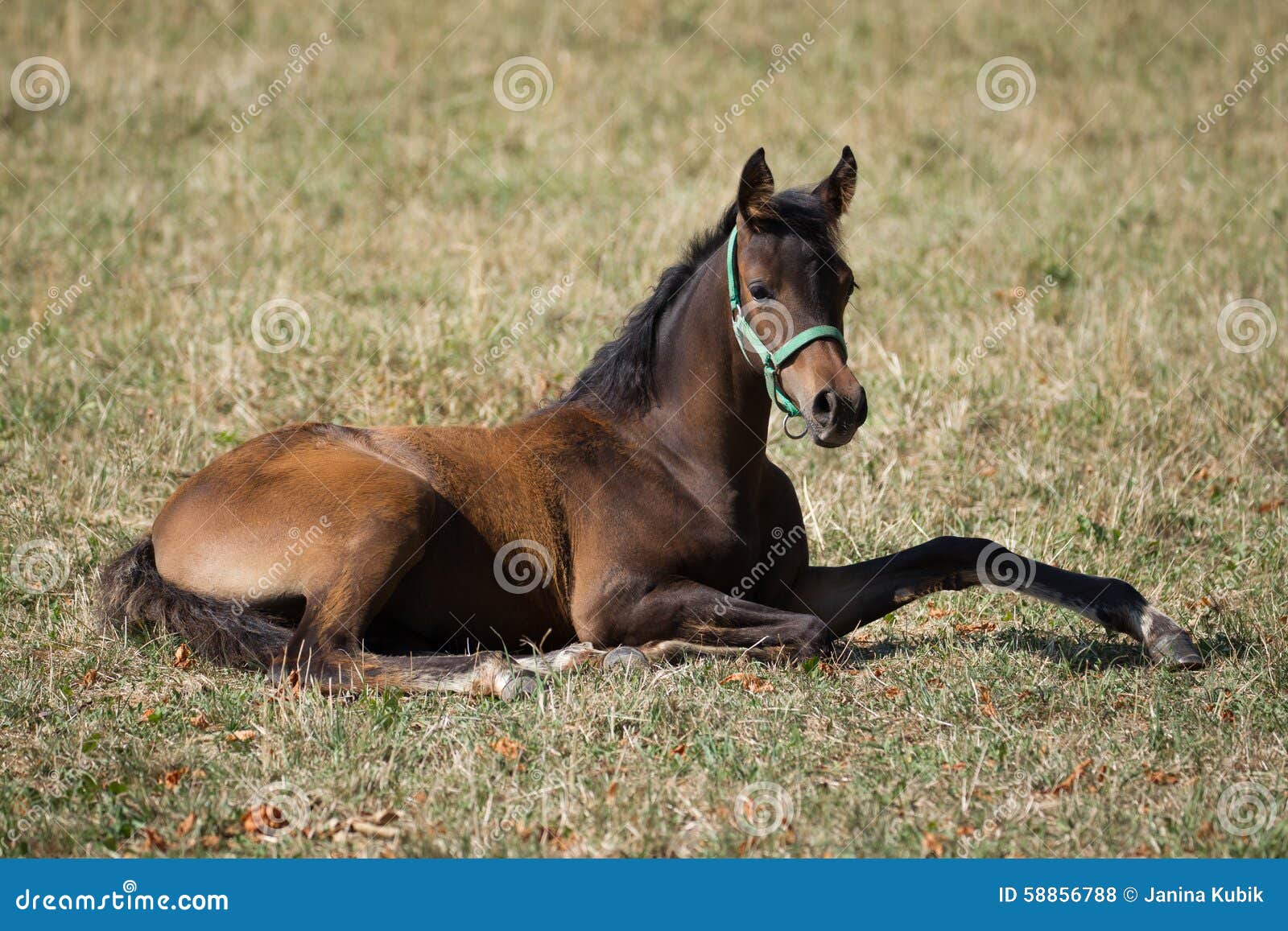 Young arabian colt stock photo. Image of farm, herd, horse - 58856788