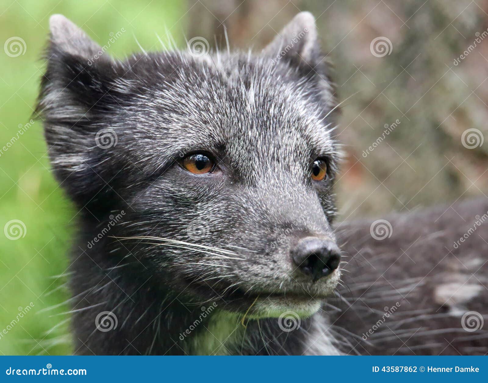 Young Arctic Fox - Vulpes Lagopus Stock Photo - Image of polar ...