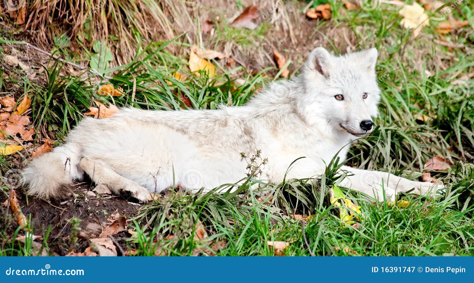 Young Arctic Wolf Lying Down Stock Image - Image of prey, beast: 16391747