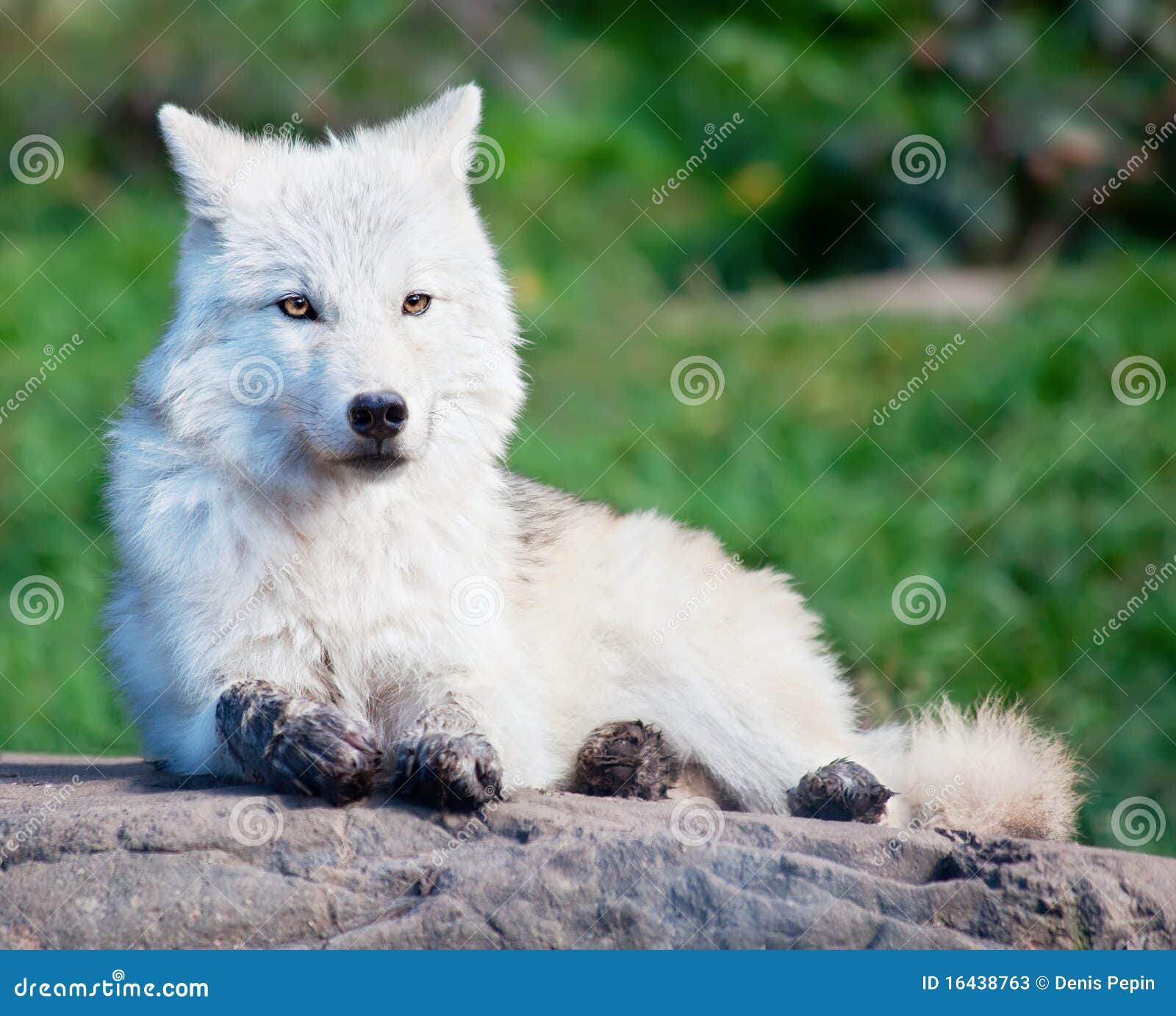 Young Arctic Wolf Lying Down on a Rock Stock Image - Image of observant ...