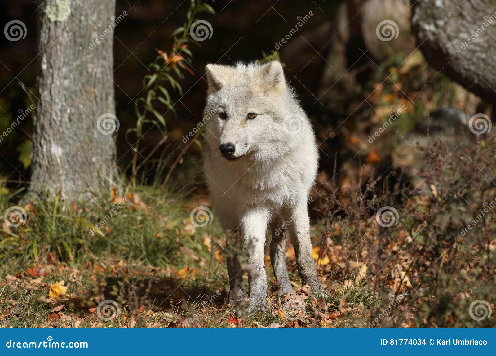 Young arctic wolf stock photo. Image of young, arctic - 81774034