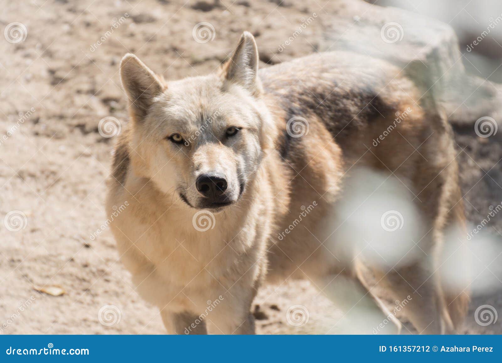 Young Arctic Wolf Smelling the Air in the Morning Stock Photo - Image ...
