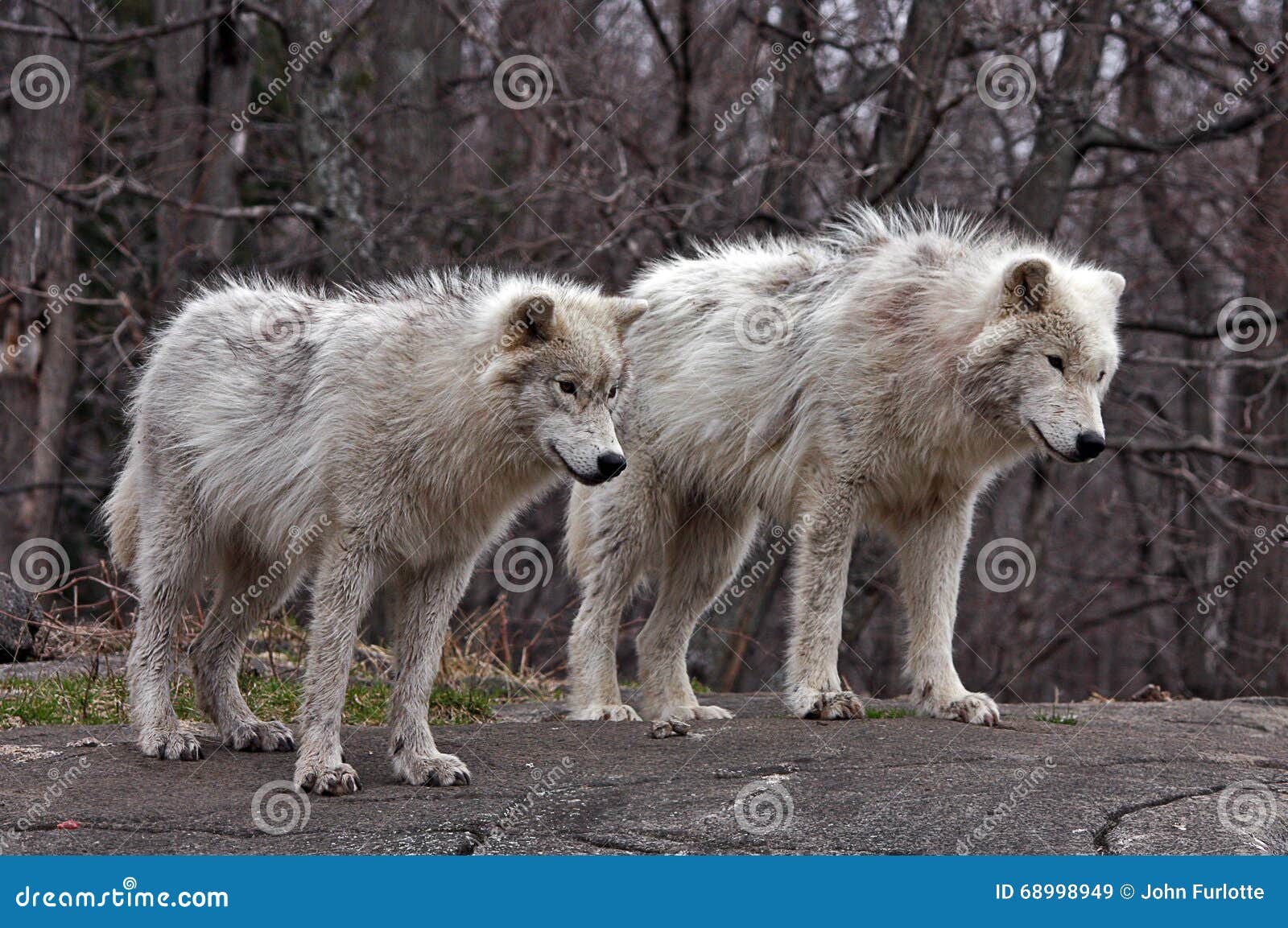 Young Arctic Wolves stock image. Image of wild, arctic - 68998949