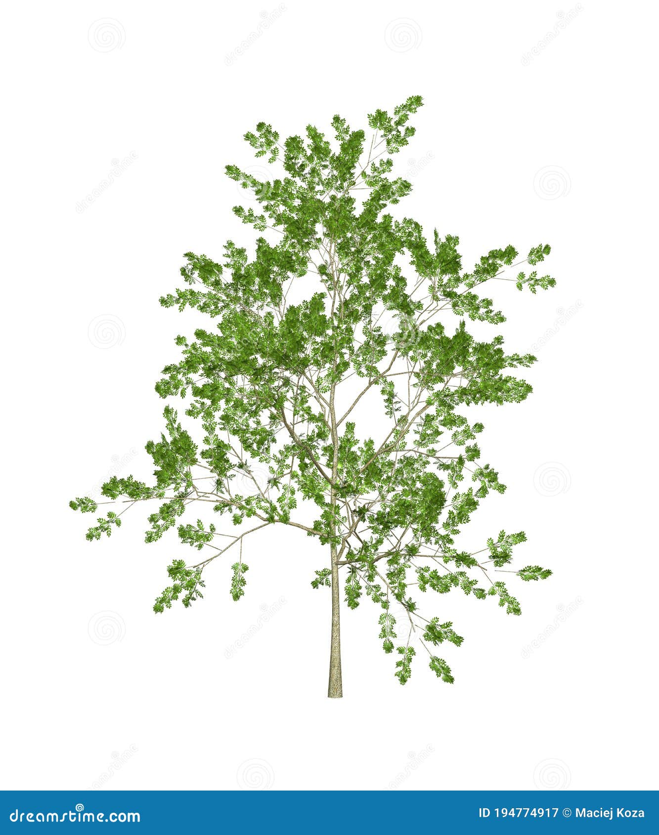 Young Ash Tree Stock Illustrations – 91 Young Ash Tree Stock ...
