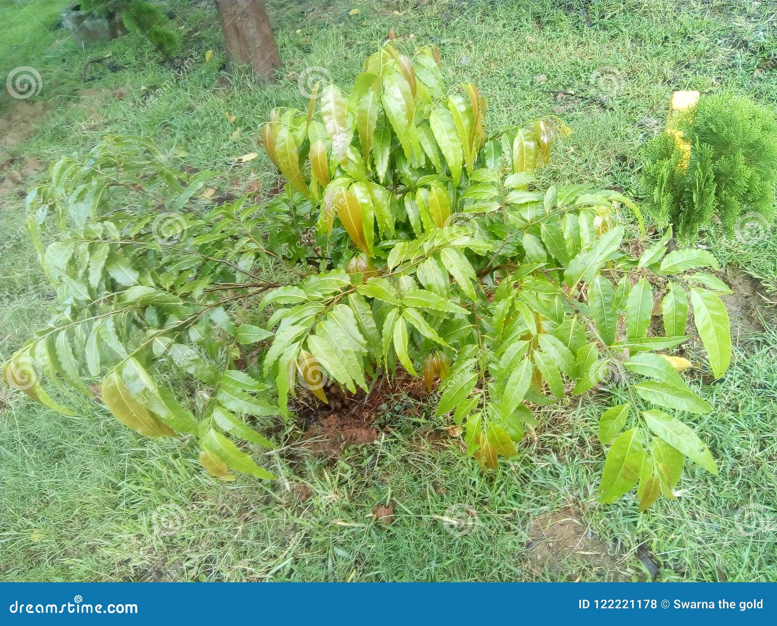 Young ashoka tree stock photo. Image of living, young - 122221178