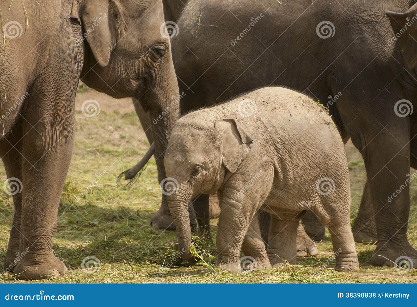 Young Asian elephant stock photo. Image of young, cute - 38390838