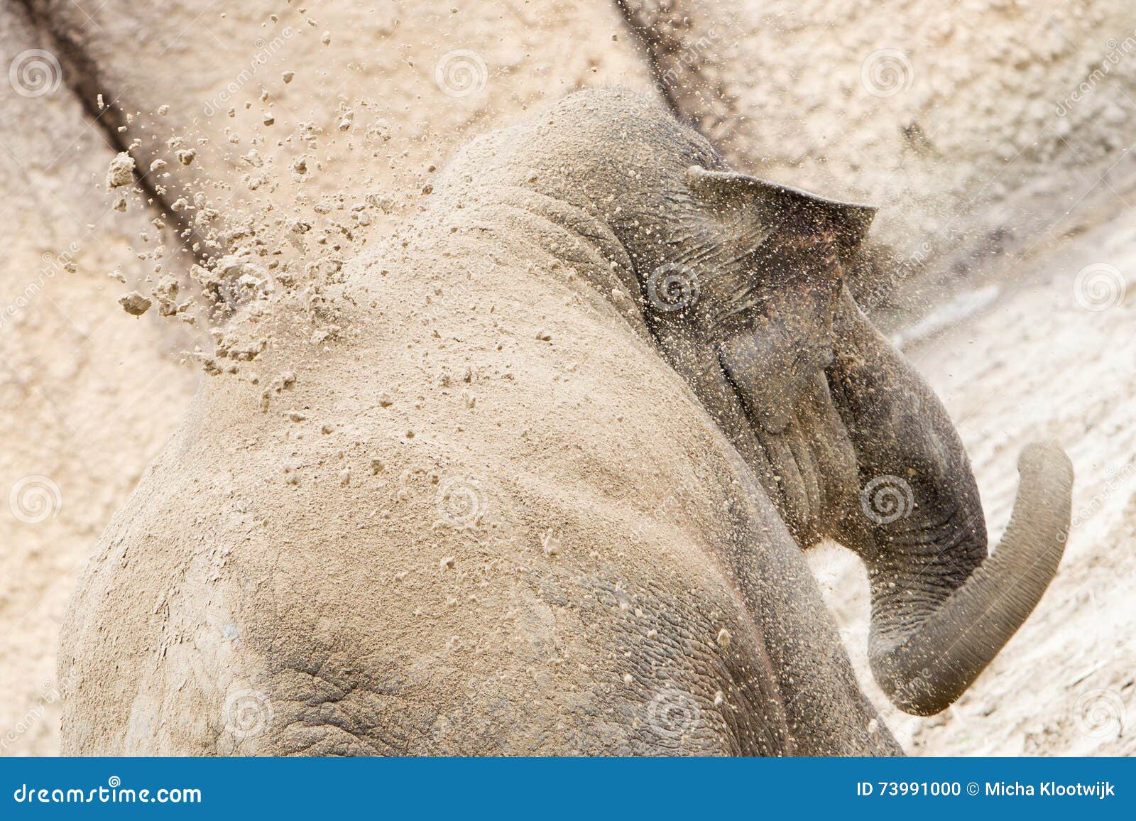Young Asian Elephant (Elephas Maximus) Throwing Sand, Selective Stock ...