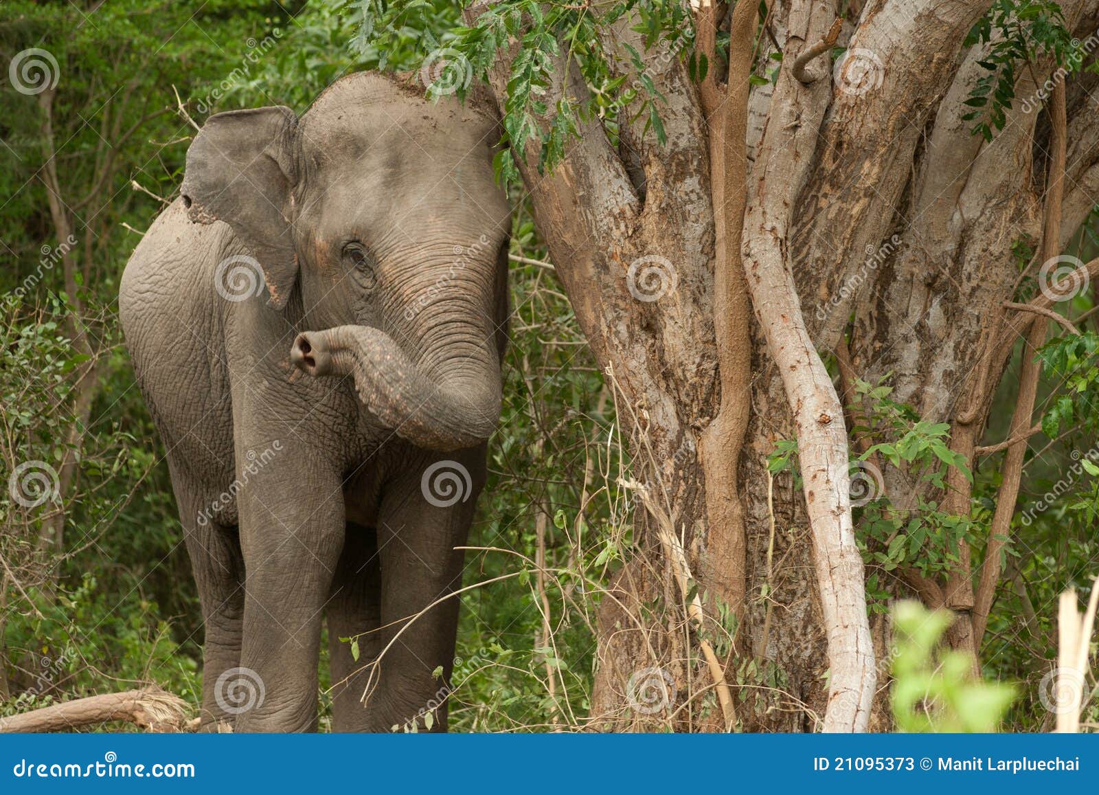 Young Asian Elephant in the Forest. Stock Image - Image of mammal ...
