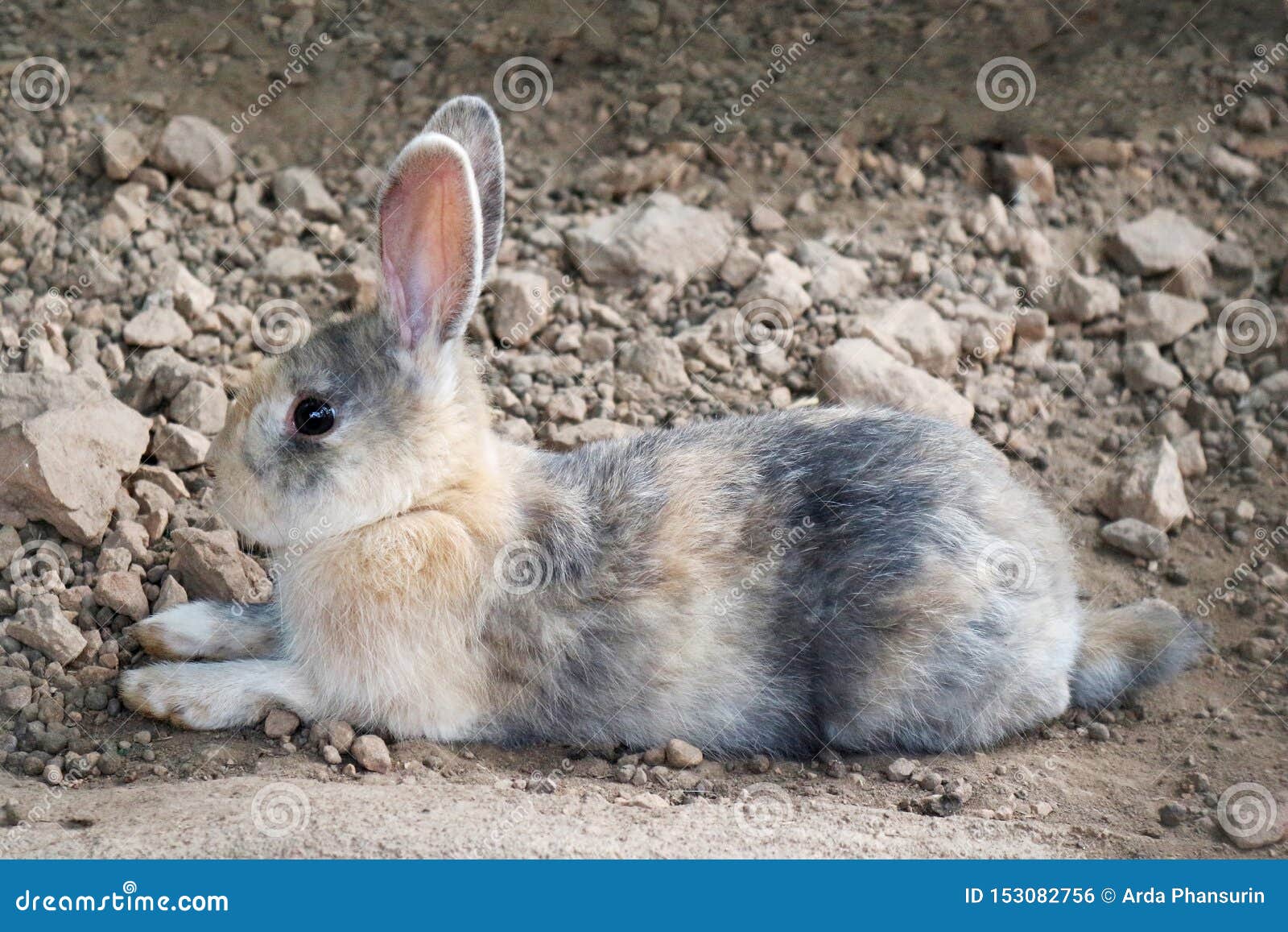 Rabbit Relaxing on the Ground Stock Photo - Image of hare, fauna: 153082756