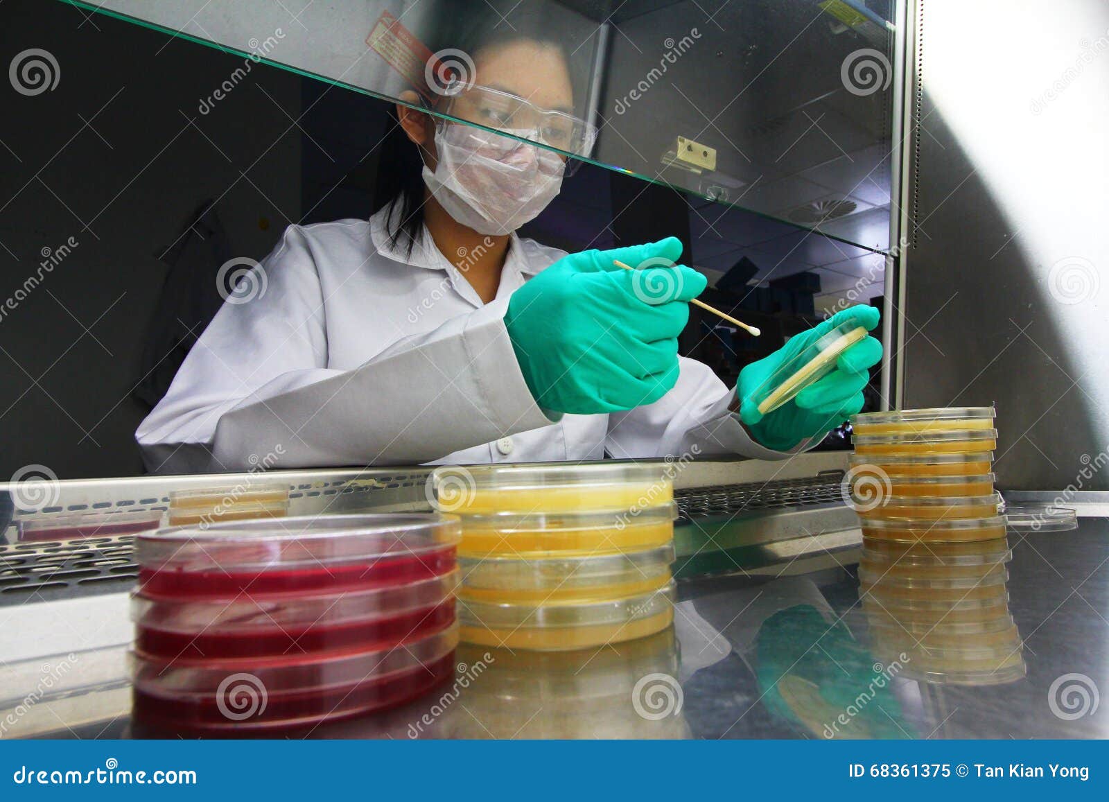 Young Asian Scientist Performing Microbial Tests in Lab - Series 3 ...