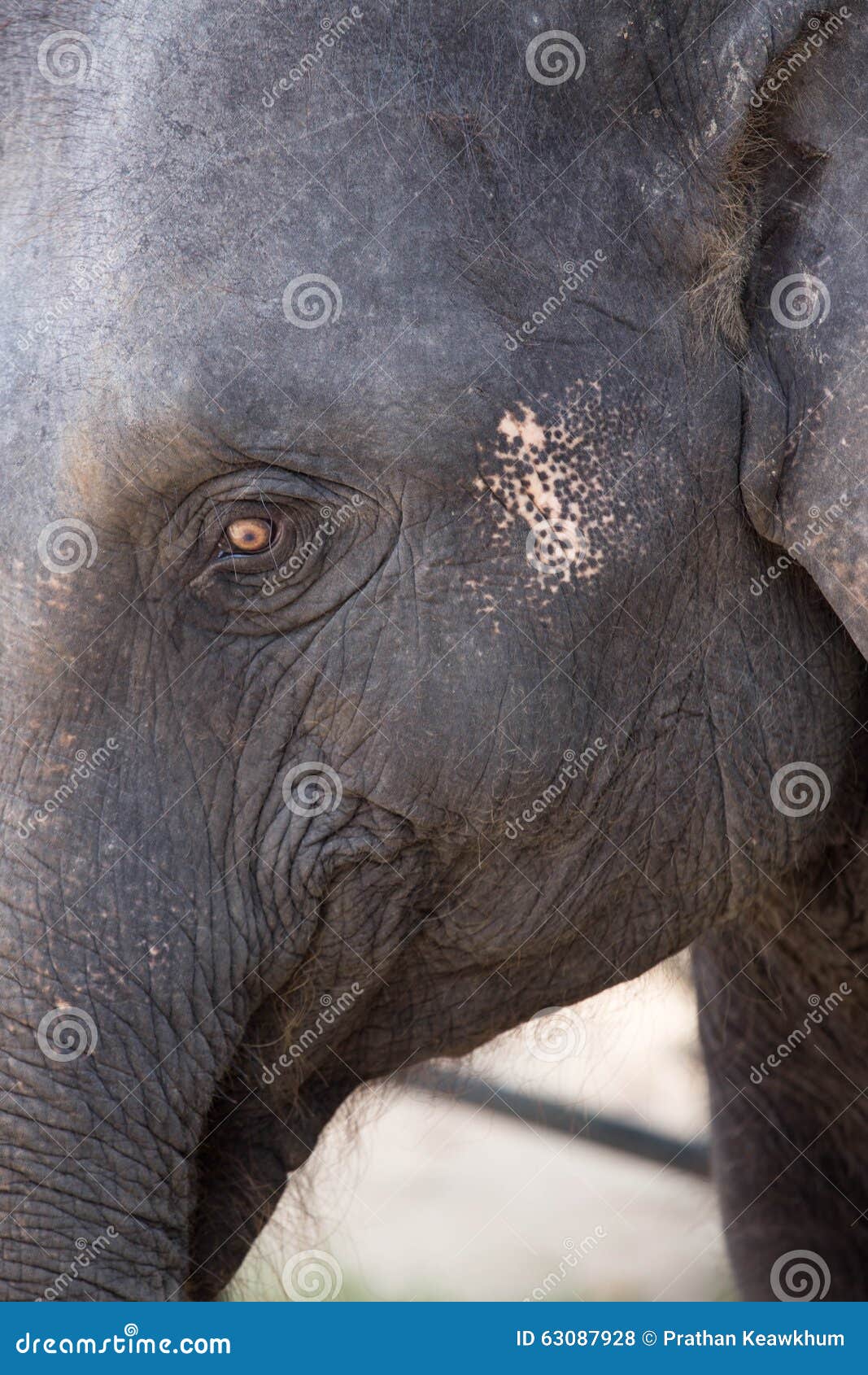 Young Asiatic elephant stock photo. Image of wildlife - 63087928