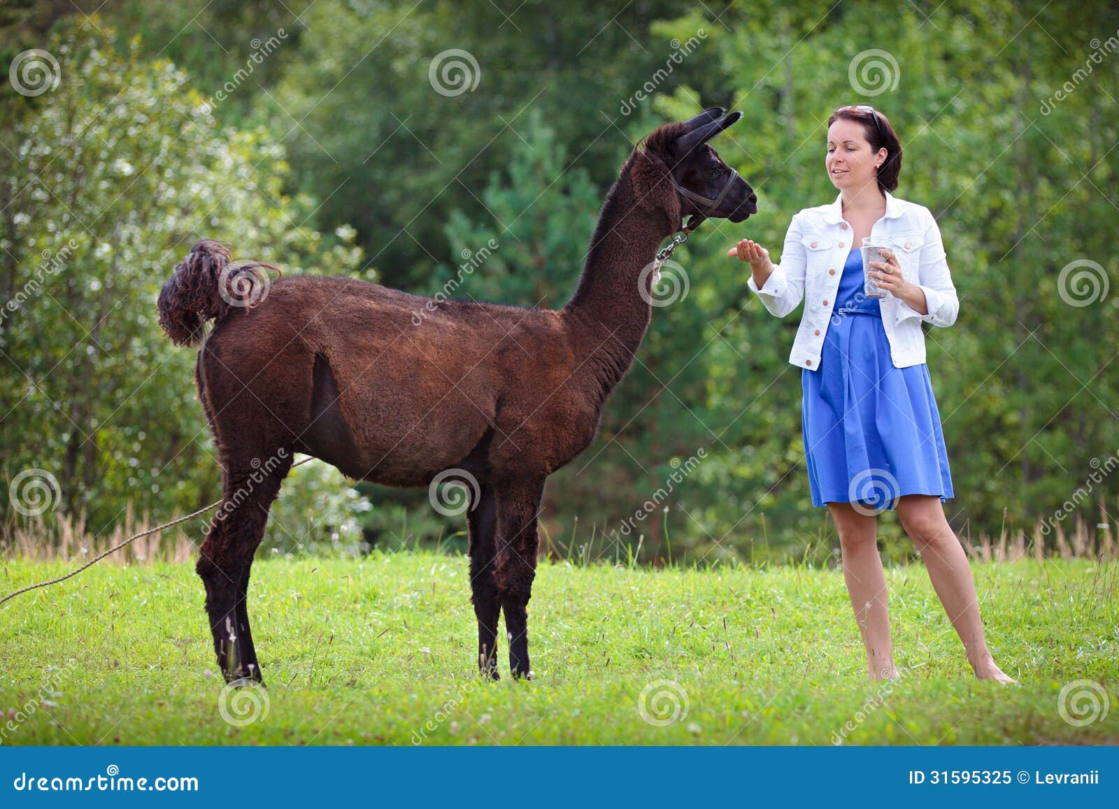 Young Attractive Woman Feeding a Brown Lama Stock Image - Image of ...