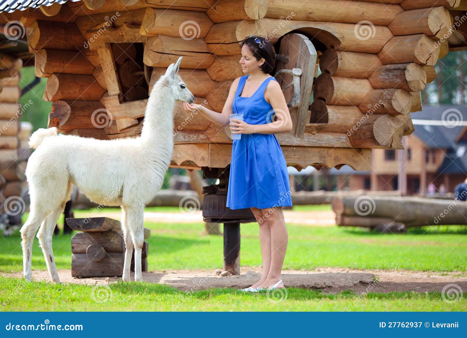 Young Attractive Woman Feeding a White Lama Stock Image - Image of ...